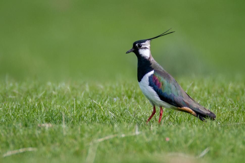Free Stock Photo of Colorful bird with long crest standing on green ...