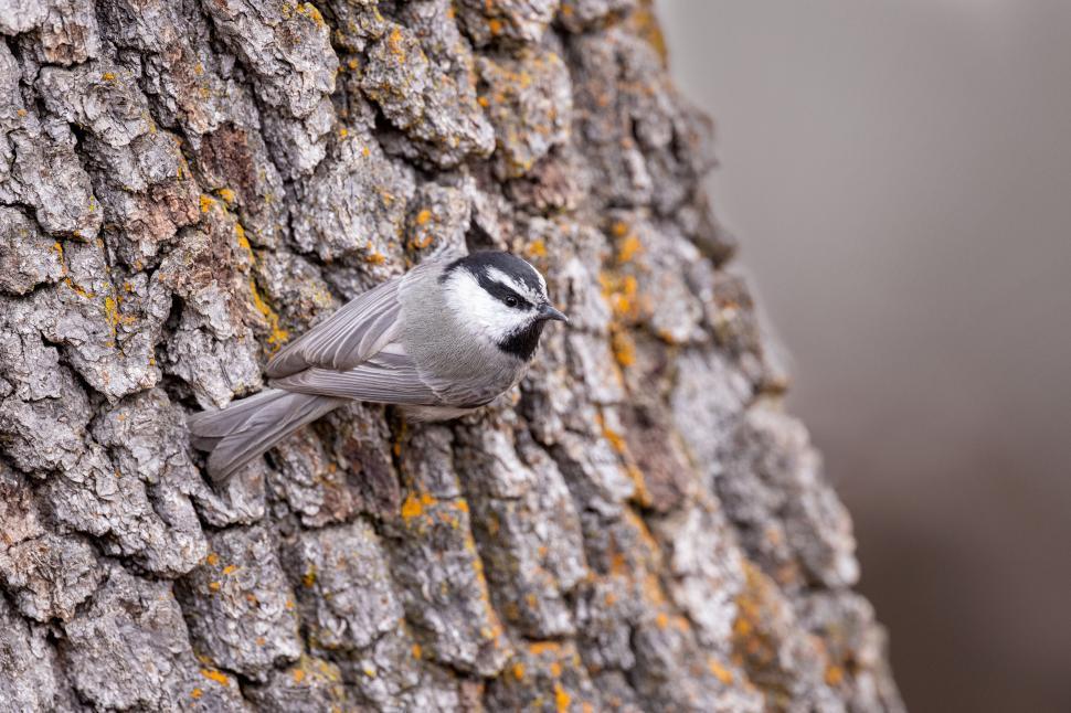 Free Stock Photo of Small bird clinging to rough textured tree bark ...