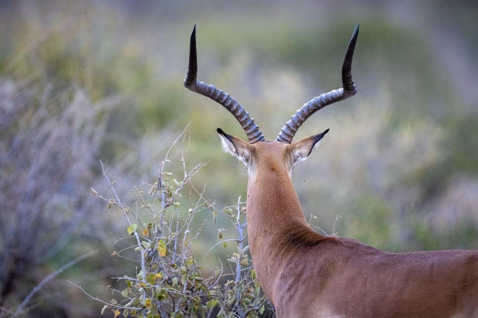 Free Stock Photo of Antelope facing away with long horns in a green ...