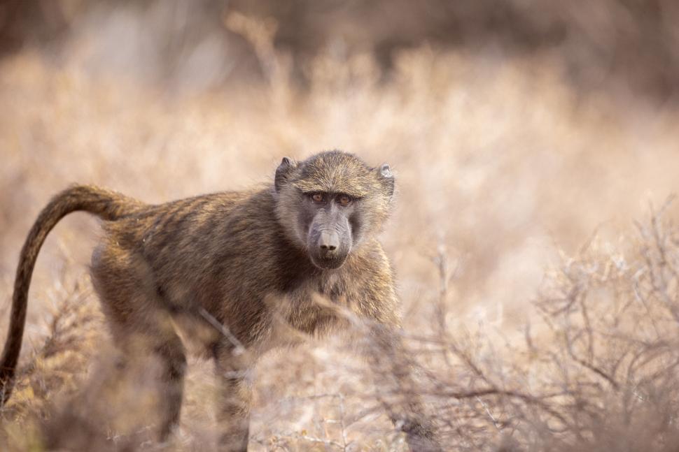 Free Stock Photo of Baboon standing in dry brush with intense focus ...