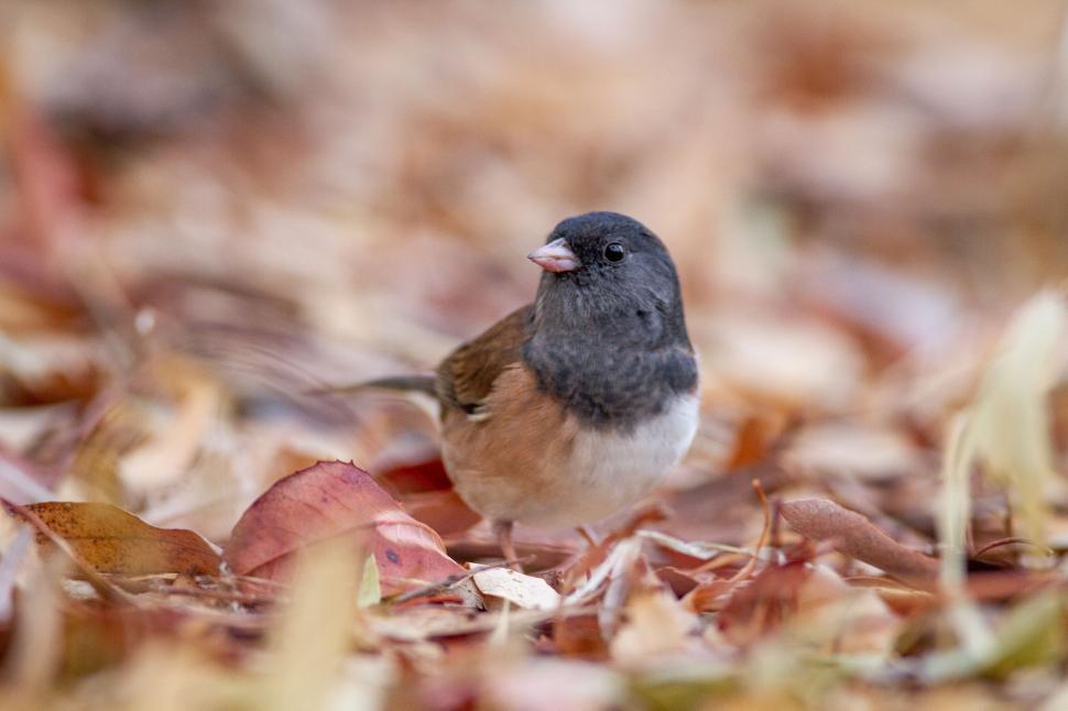 Free Stock Photo of Small bird standing amidst fallen leaves in autumn ...