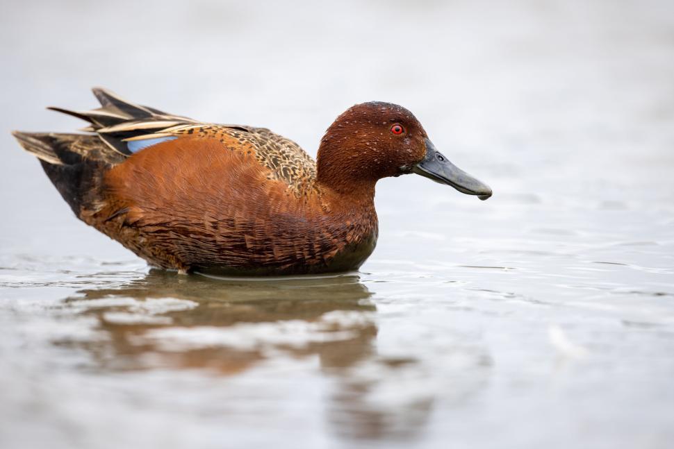 Free Stock Photo of Rust-colored duck swimming in calm water outdoor ...