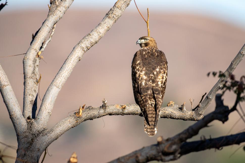 Free Stock Photo of Brown hawk perched on a tree branch during daytime ...