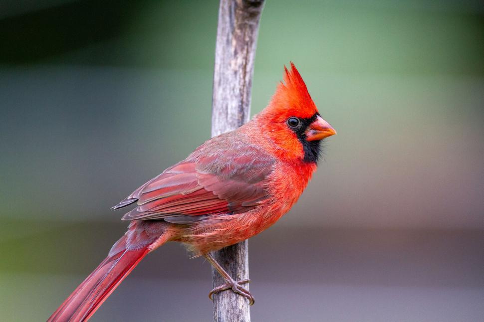 Free Stock Photo of Vibrant red cardinal sitting on a branch with green ...