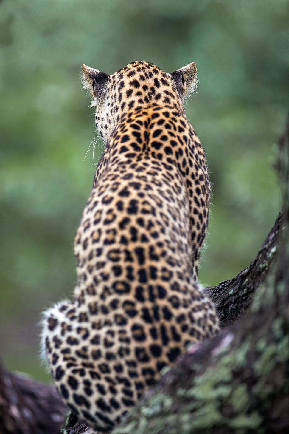 Free Stock Photo of Backside view of a leopard resting on a tree branch ...