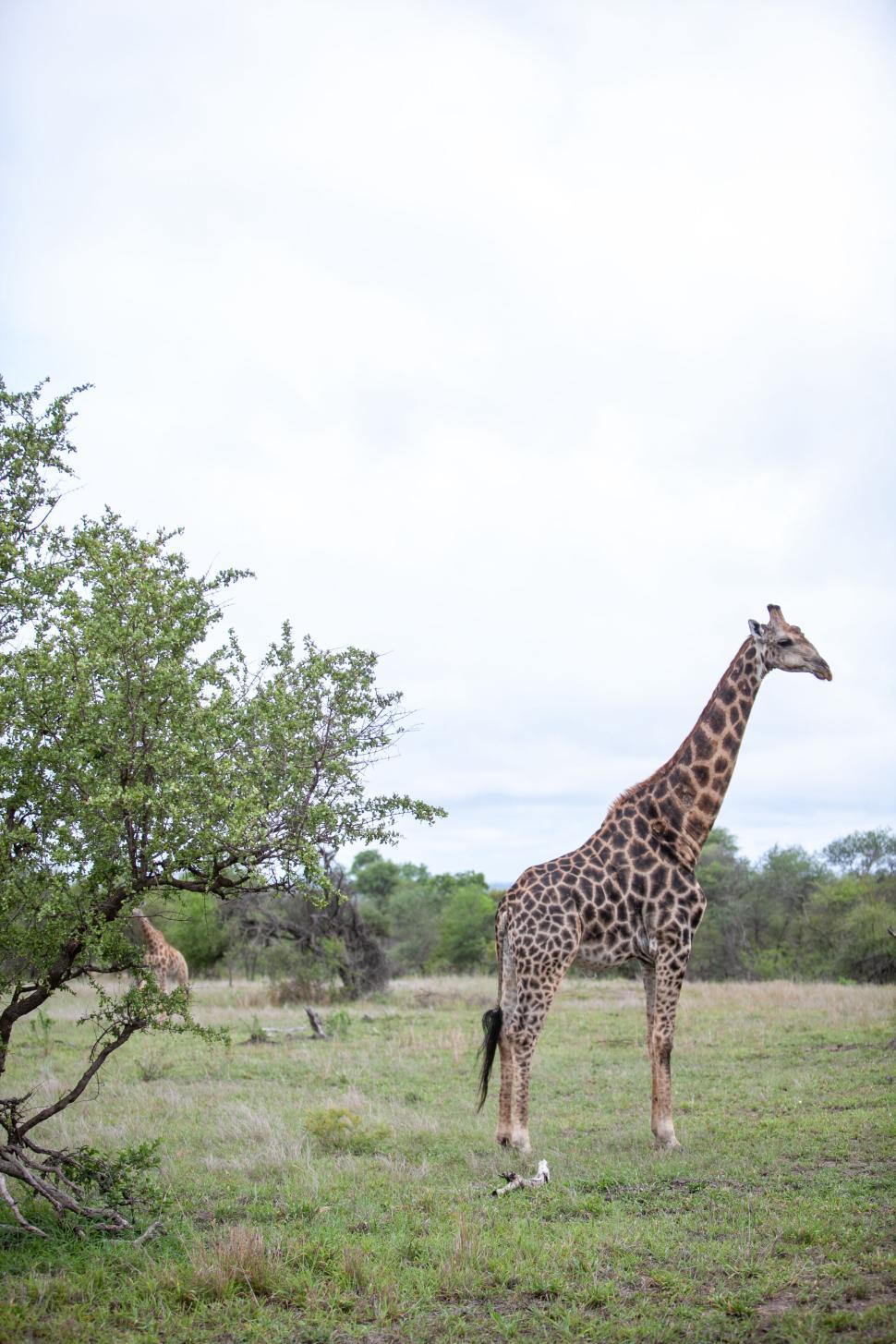 Free Stock Photo of Giraffe stands tall beside tree on grassy plain ...