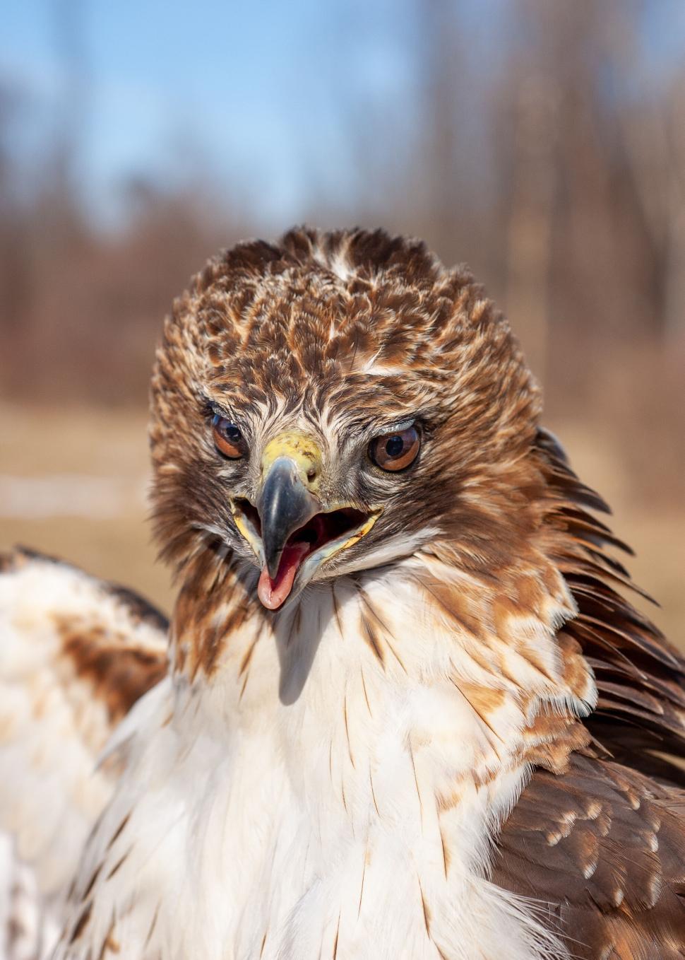 Free Stock Photo of Close-up of a hawk with an open beak in the wild ...