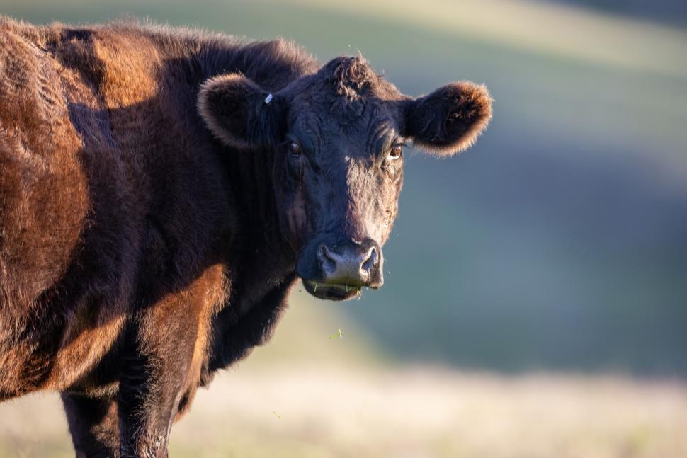Free Stock Photo of Black Cow Standing In Sunlit Pasture Looking ...