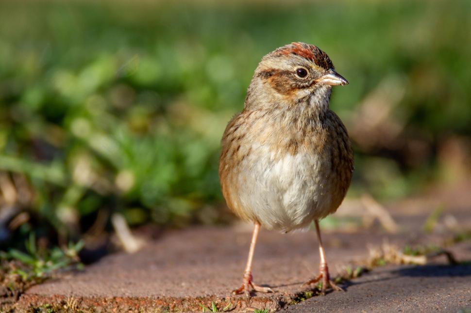 Free Stock Photo of Small brown bird standing on a brick pathway ...