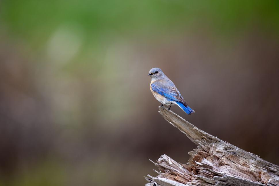 Free Stock Photo of Small bird sitting on a weathered tree branch ...