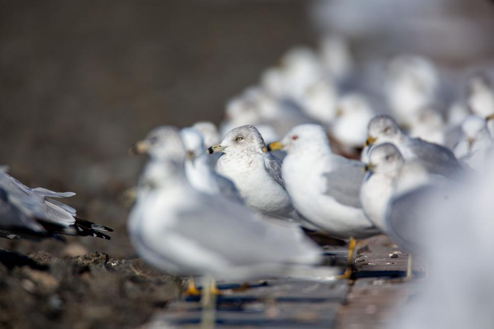 Free Stock Photo of Group of white seagulls standing closely on sandy ...