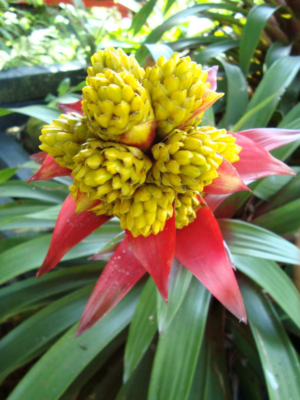 Free Stock Photo of Bromelia | Download Free Images and Free Illustrations