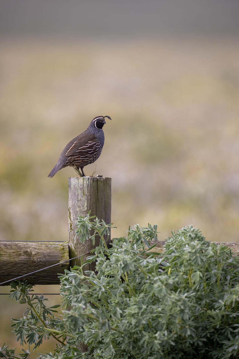Free Stock Photo of Quail perched on fence post with greenery, blurred ...
