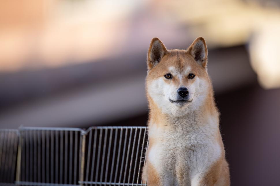 Free Stock Photo of Shiba Inu dog sitting calmly with a blurred ...