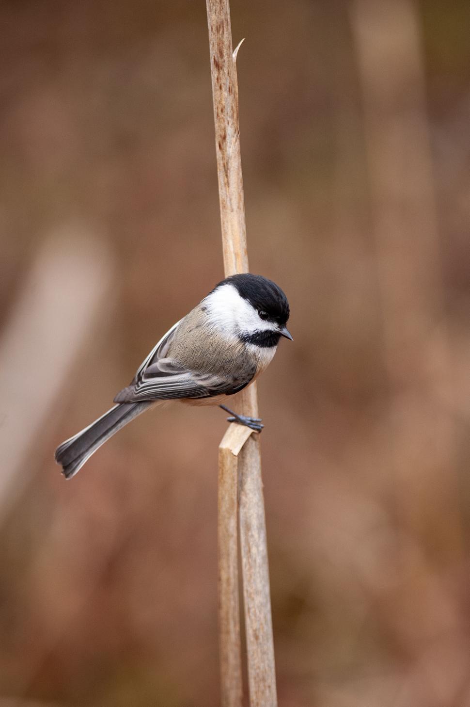Free Stock Photo of Small bird perched on a thin brown branch ...