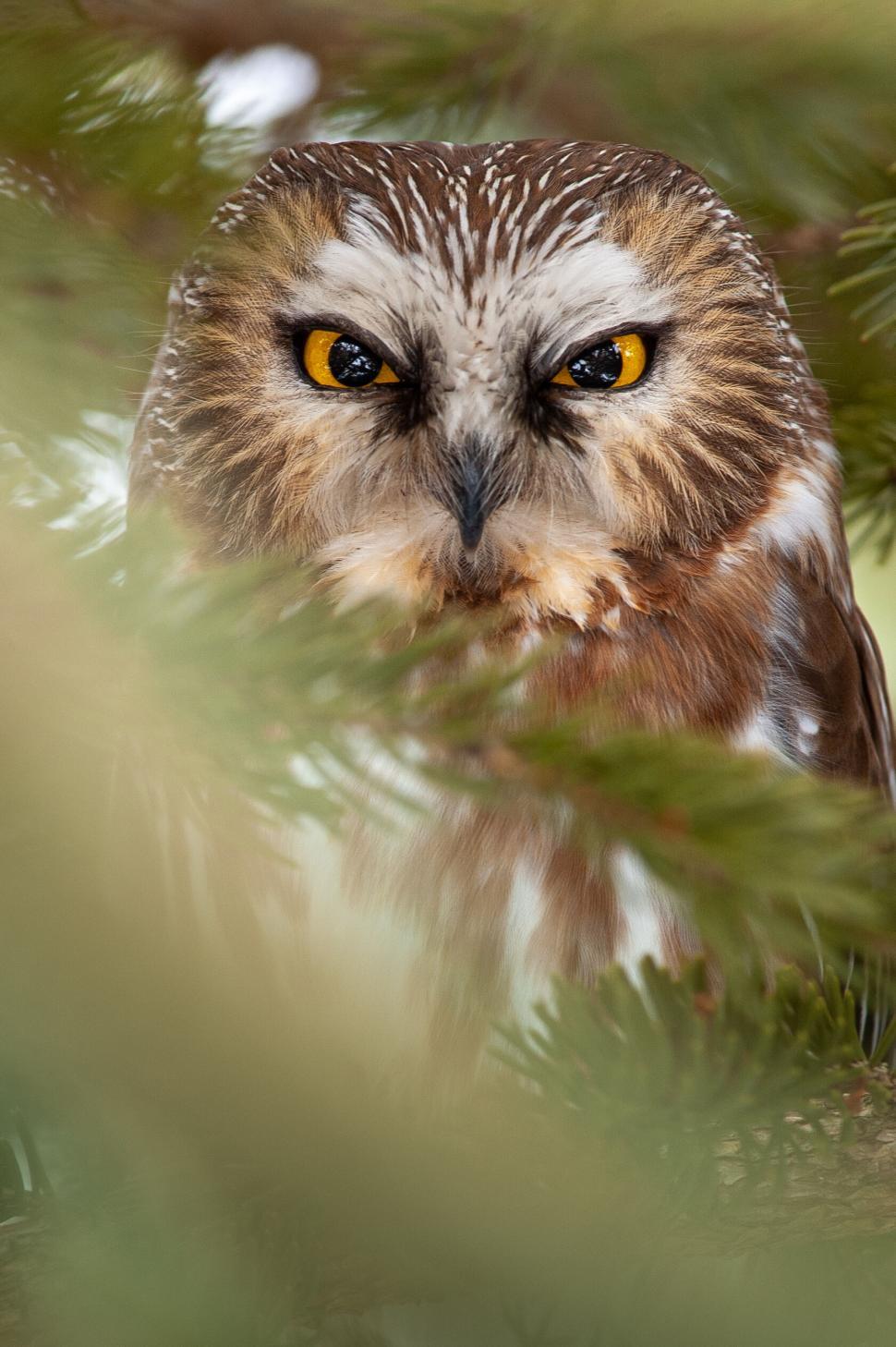 Free Stock Photo of Owl partly obscured behind a foreground branch ...