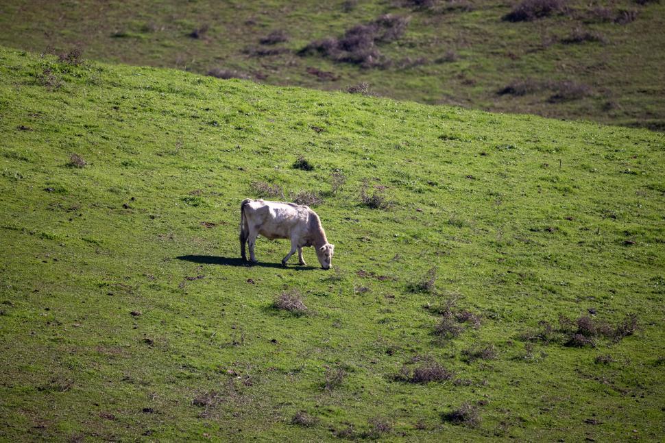 Free Stock Photo of Single cow grazing on lush green hillside under ...
