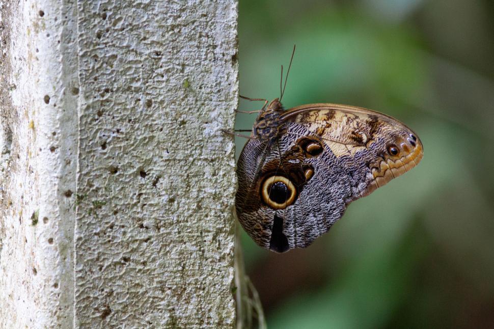 Free Stock Photo of Close-up of butterfly with large eye-like spots on ...