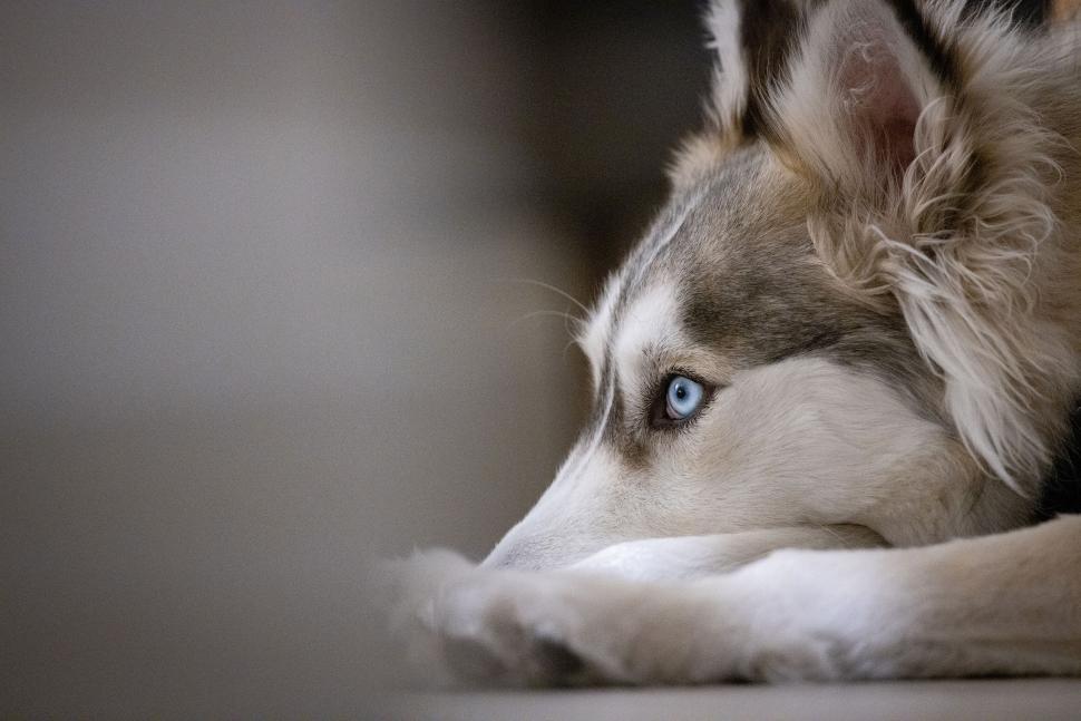 Free Stock Photo of Close-up of Husky dog with blue eyes lying down ...