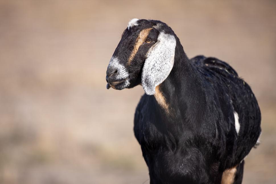 Free Stock Photo of Goat with floppy ears standing outdoors in daylight ...