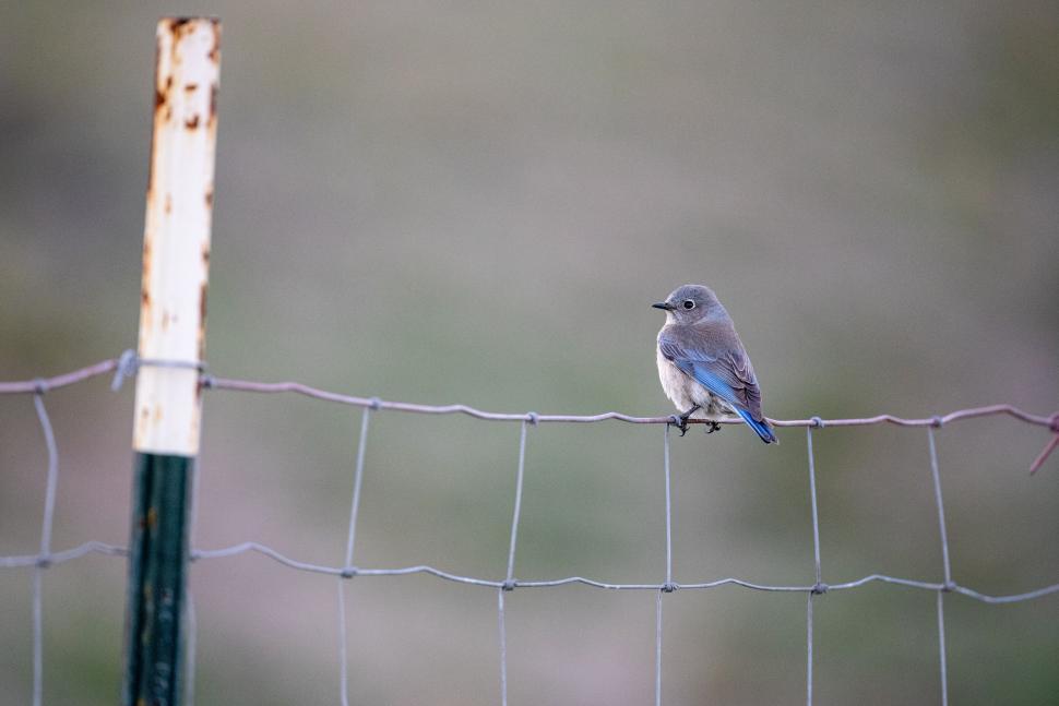 Free Stock Photo of A small bird sitting on wire fencing in open field ...
