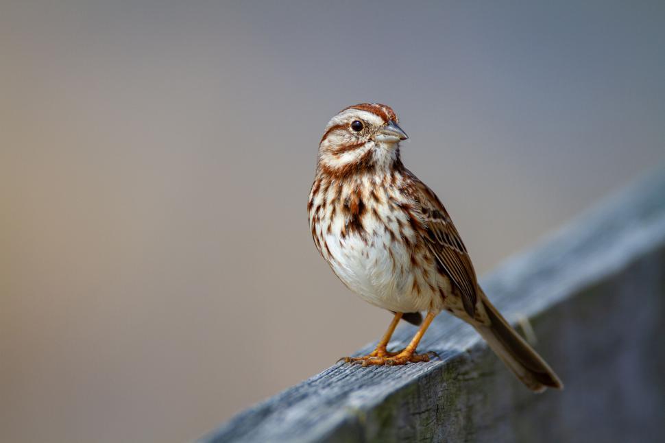 Free Stock Photo of A songbird perched gracefully on a wooden fence ...