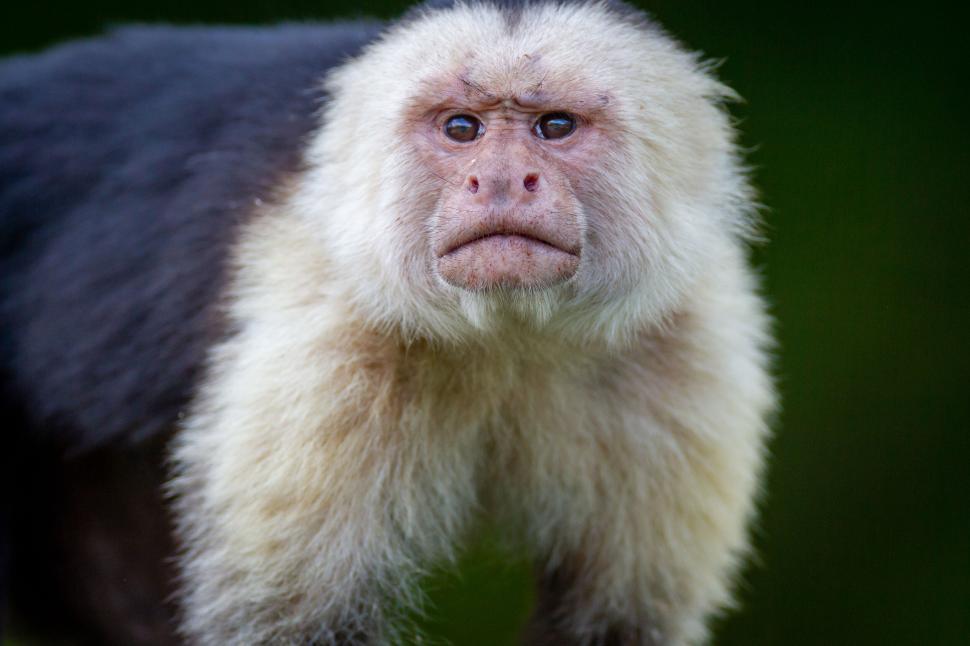 Free Stock Photo of Close-up of a serious monkey in the wild nature ...