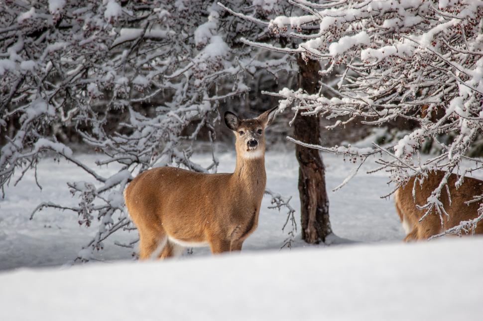 Free Stock Photo of Snow-covered deer standing amidst trees in winter ...