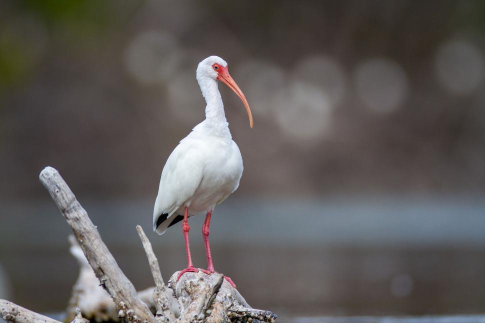 Free Stock Photo of White ibis standing on branch near calm water ...