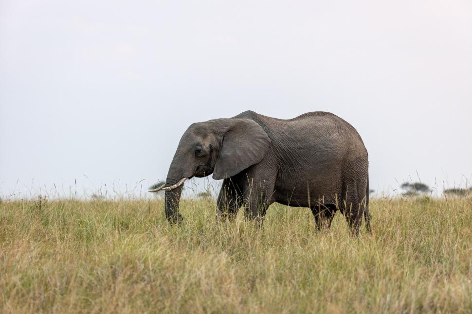 Free Stock Photo of Single elephant grazing in open grassy field ...