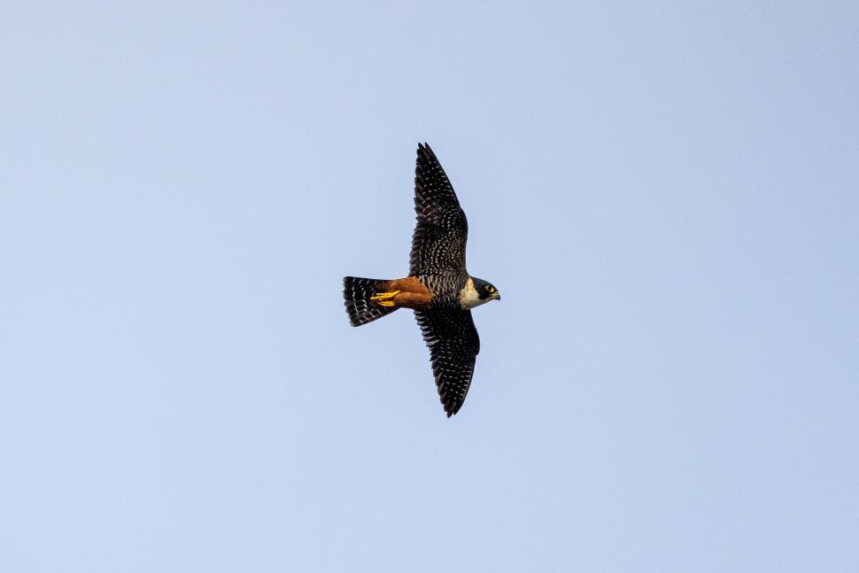 Free Stock Photo of Bird in flight captured against clear blue sky ...