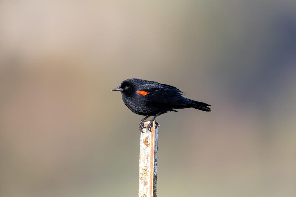 Free Stock Photo of Blackbird perched on a rusty post with blurred ...