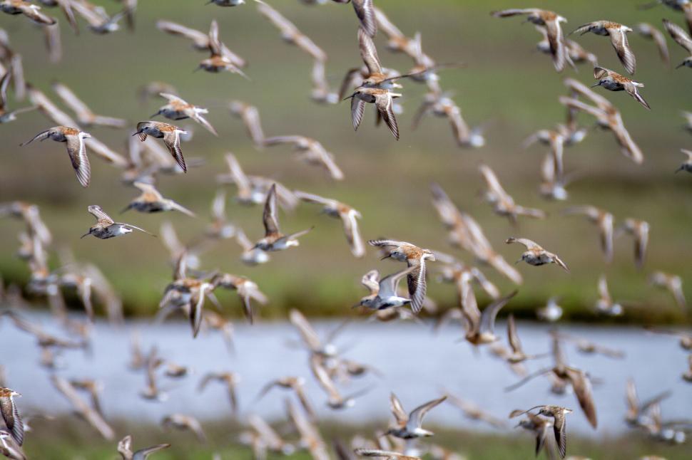 Free Stock Photo of Group of birds in flight over grassy and watery ...