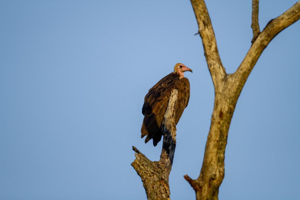 Free Stock Photo of Vulture perched on a leafless tree against clear ...