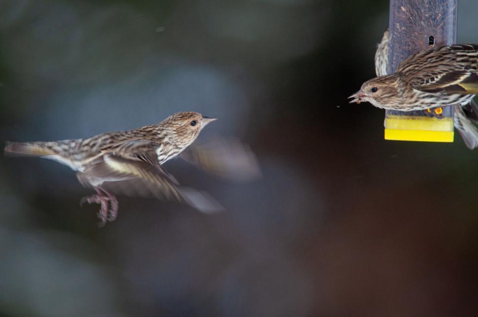 Free Stock Photo of Two birds at a feeder in mutual interaction, in ...