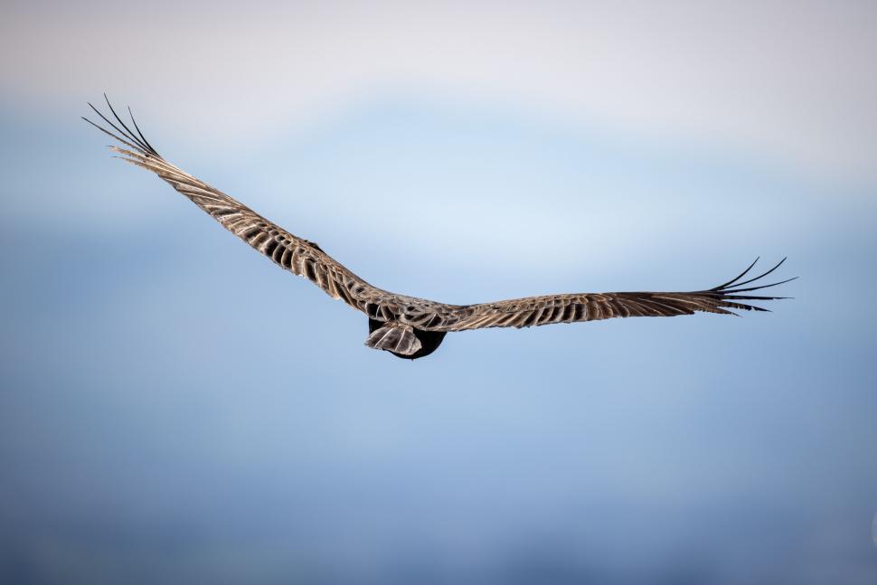 Free Stock Photo of A bird soaring high in the sky, wings wide open ...