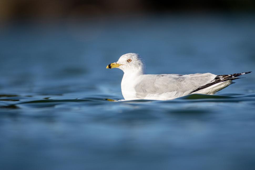 Free Stock Photo of Seagull floating on water with clear reflections ...