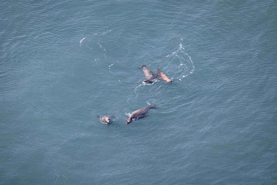 Free Stock Photo of A group of seals socializing and swimming in the ...