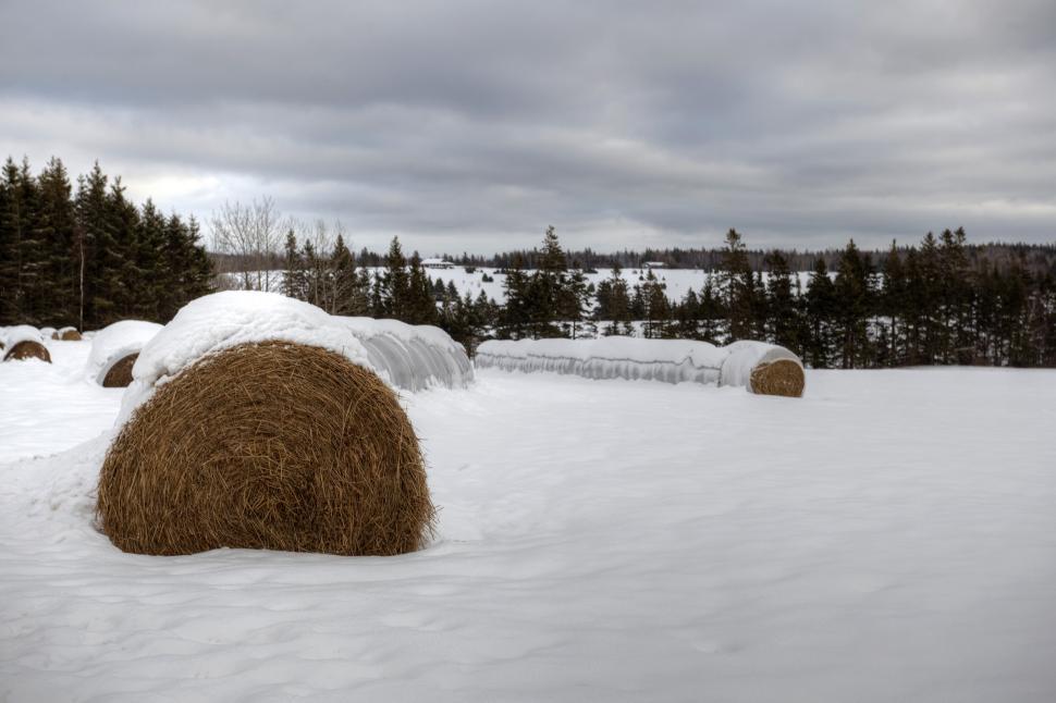Free Stock Photo of Hay | Download Free Images and Free Illustrations