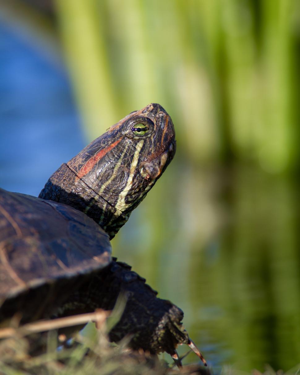 Free Stock Photo of Turtle peeking out of its shell next to a water ...