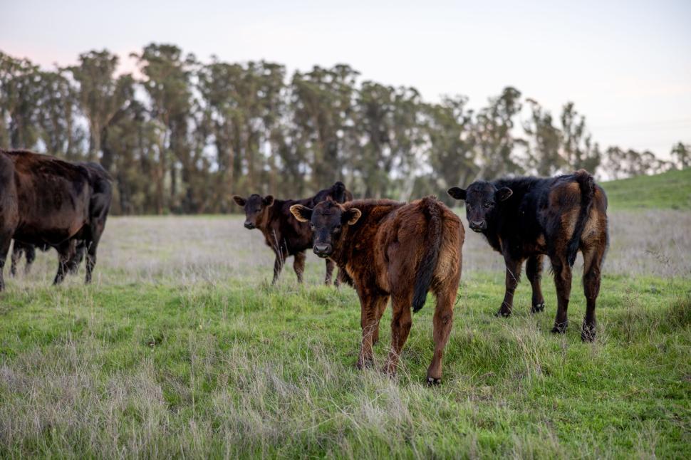Free Stock Photo of Cows grazing peacefully in open grassy field ...