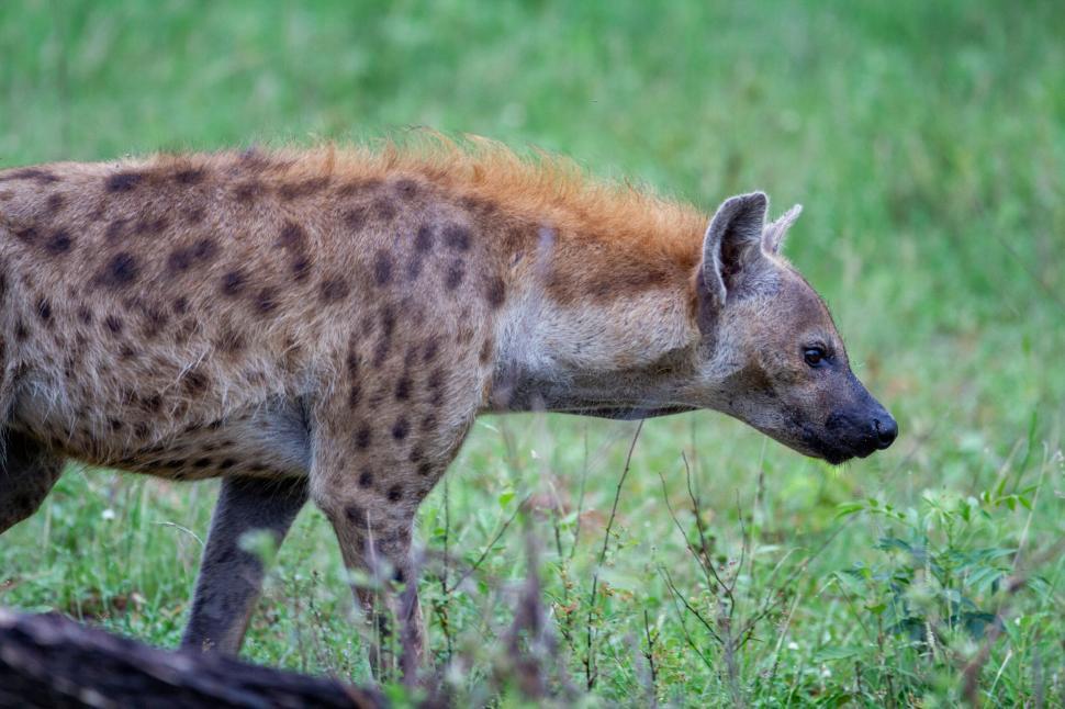 Free Stock Photo of Spotted hyena in natural habitat with green grass | Download Free Images and ...
