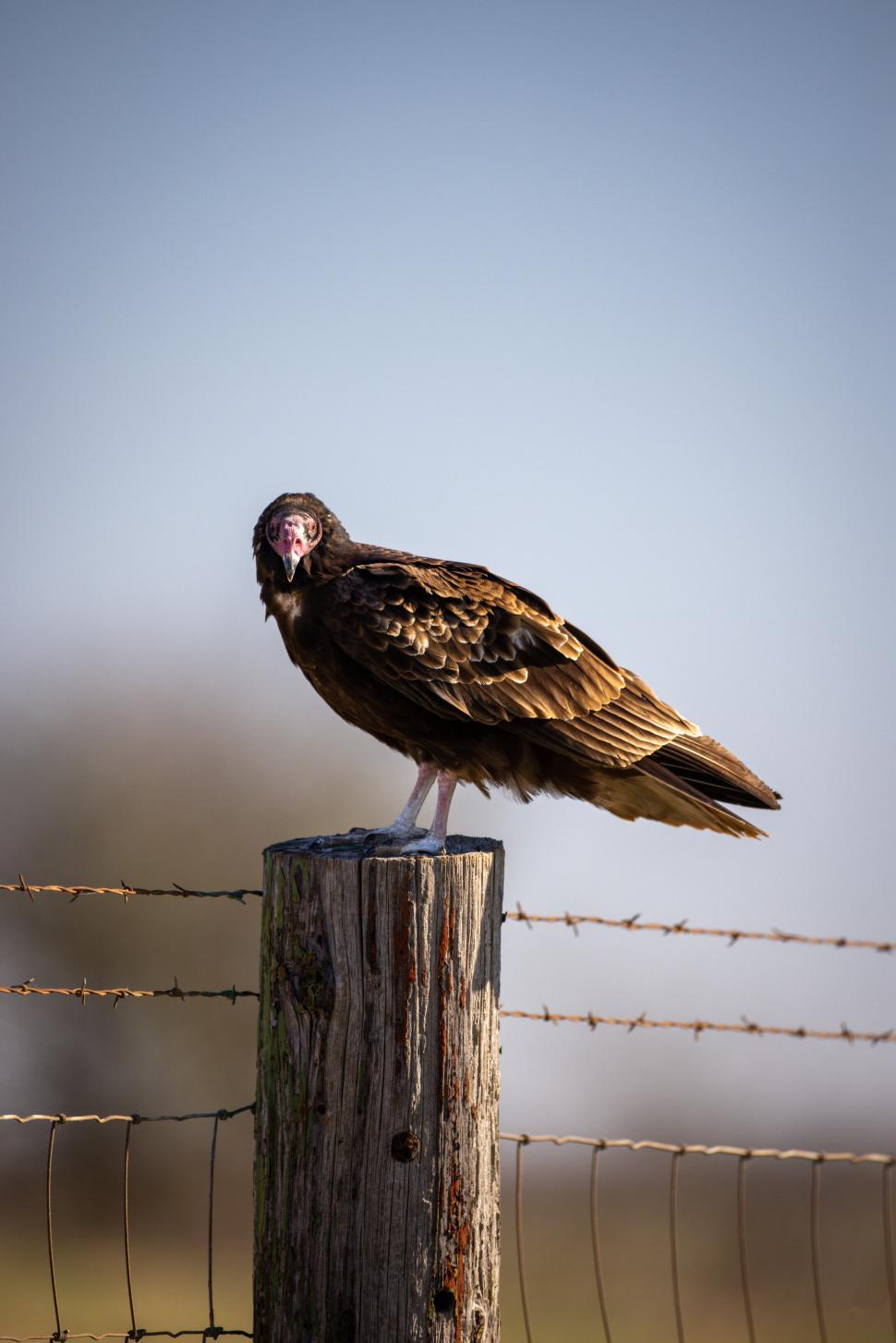 Free Stock Photo of Vulture perched on a fence post, staring directly ...