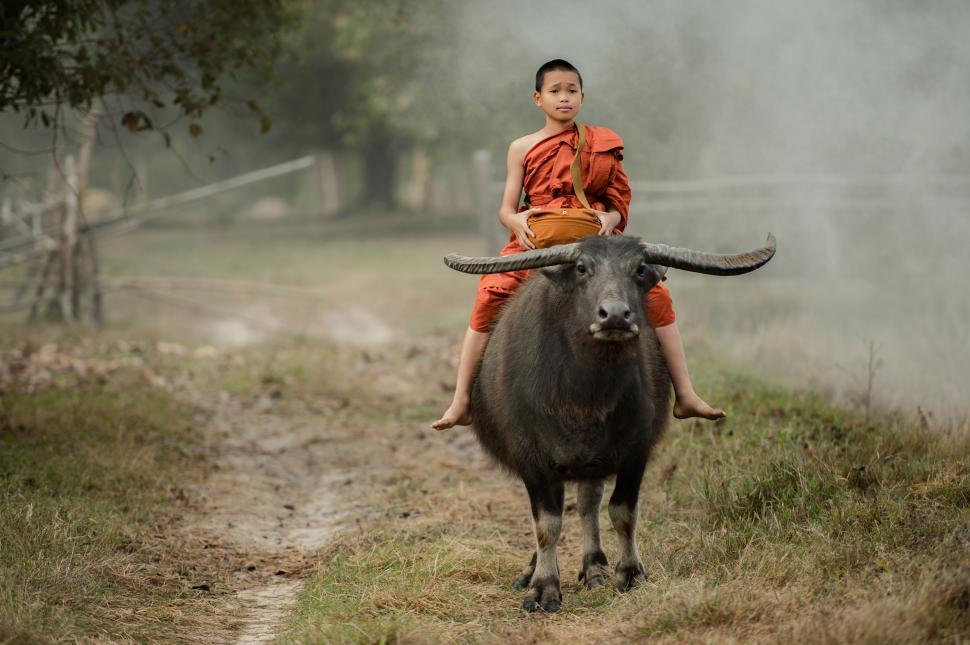 Free Stock Photo of Young monk riding a buffalo in the meadow ...
