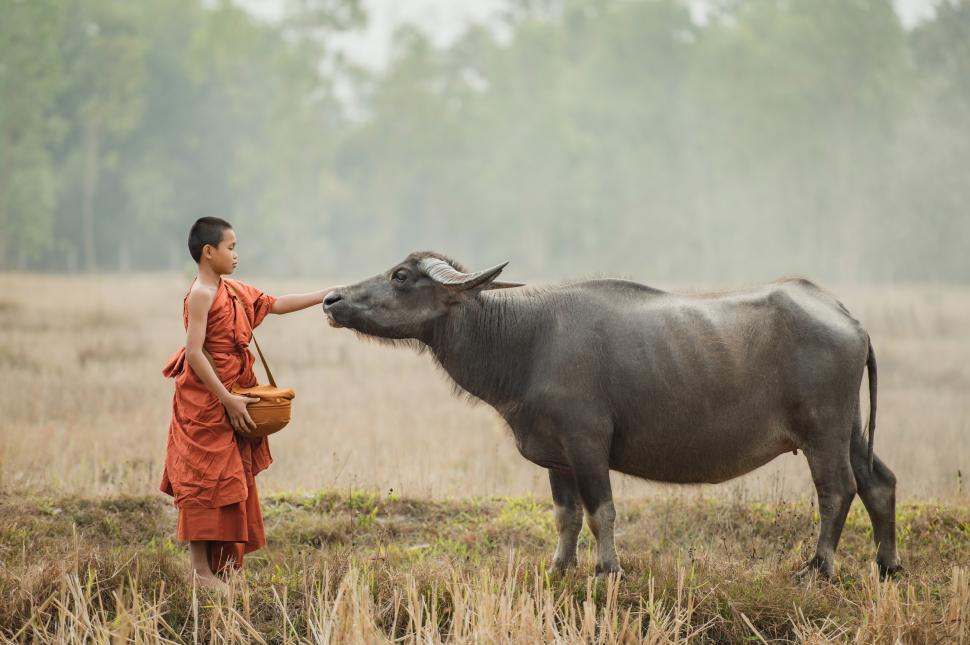 Free Stock Photo of Novice young monks walking in the meadow | Download ...