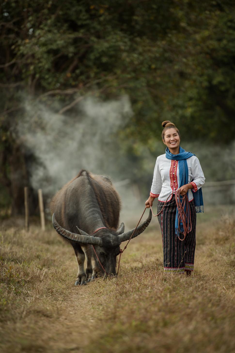 Free Stock Photo of A woman walks holding a buffalo on rope lead ...