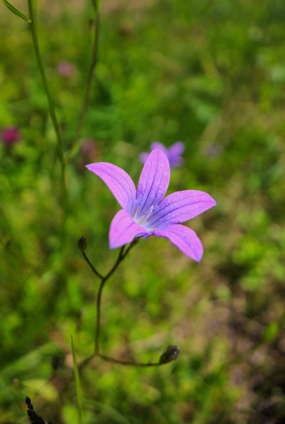Free Stock Photo of Flower | Download Free Images and Free Illustrations