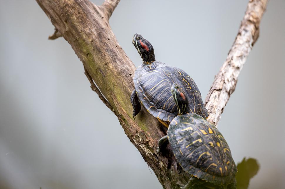 Free Stock Photo of Two turtles basking on a tree branch above water ...