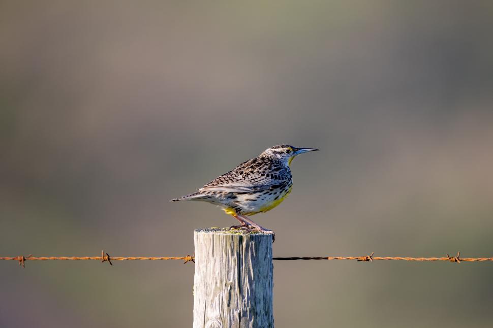 Free Stock Photo of Brightly colored bird perched on wooden post and ...