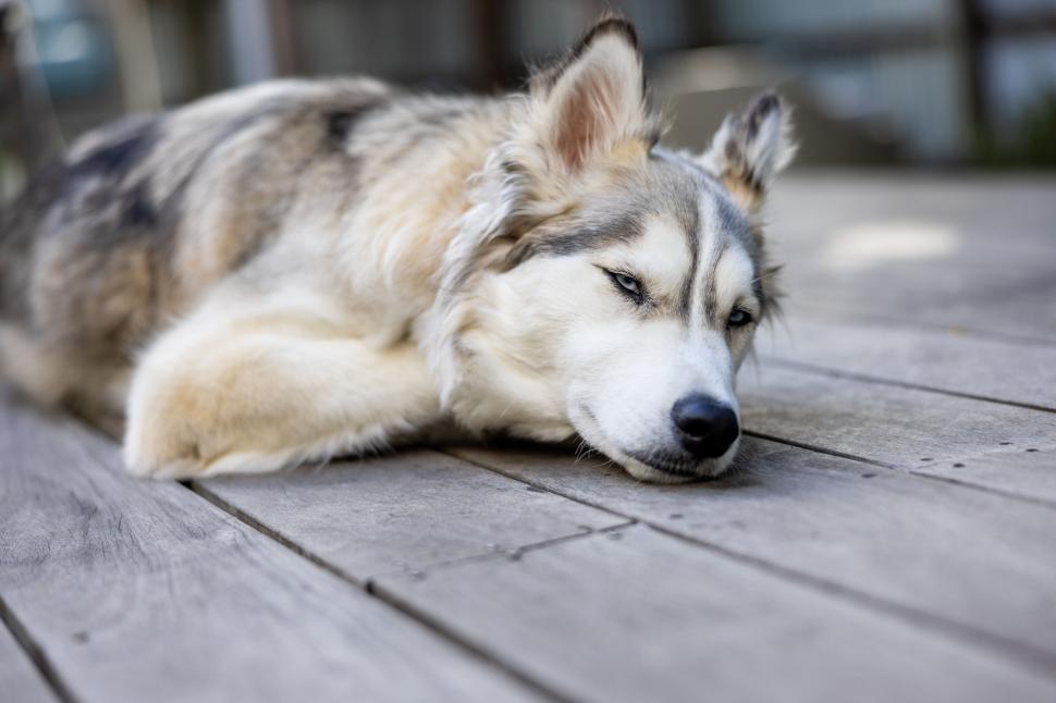 Free Stock Photo of Siberian husky resting on wooden deck with a lazy ...